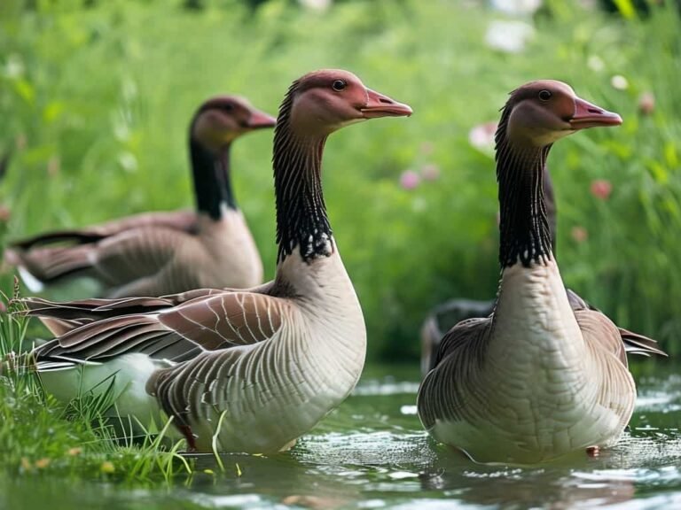 Spiritual Meaning of Geese: Symbolism and Significance